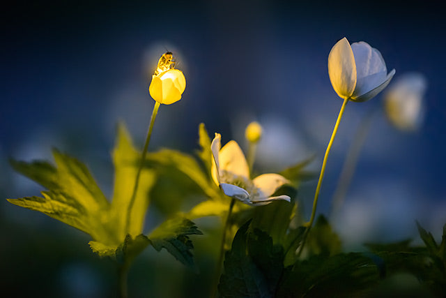 firefly photography derby