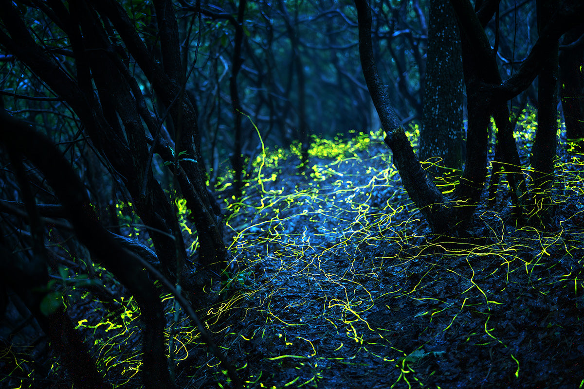 Mystical Blue Ghost – Firefly Experience LLC