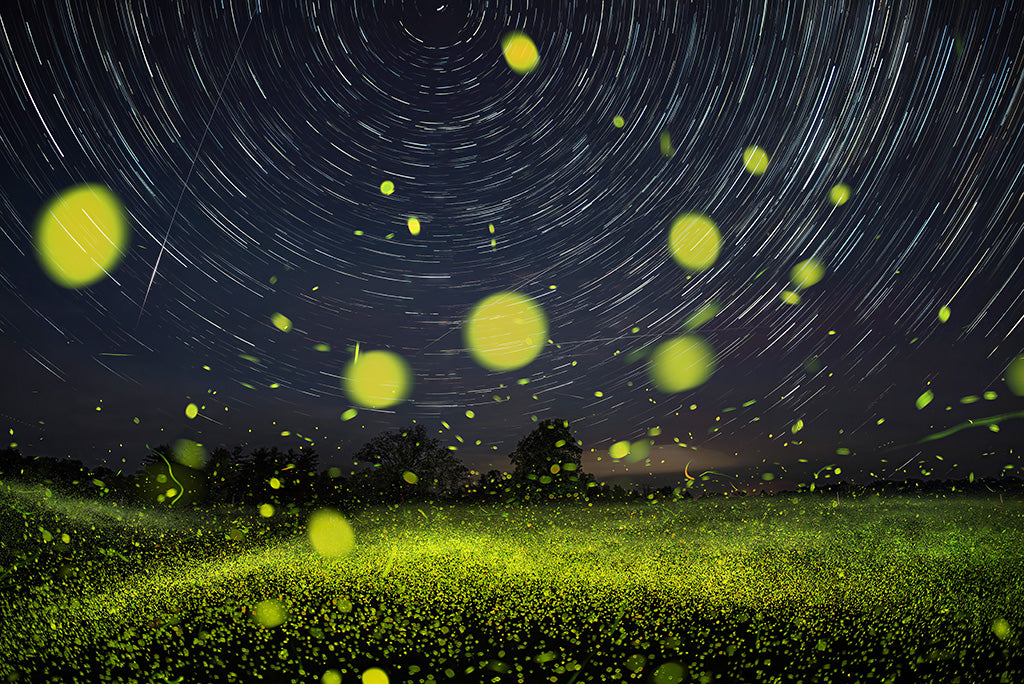 Starry Night – Firefly Experience LLC