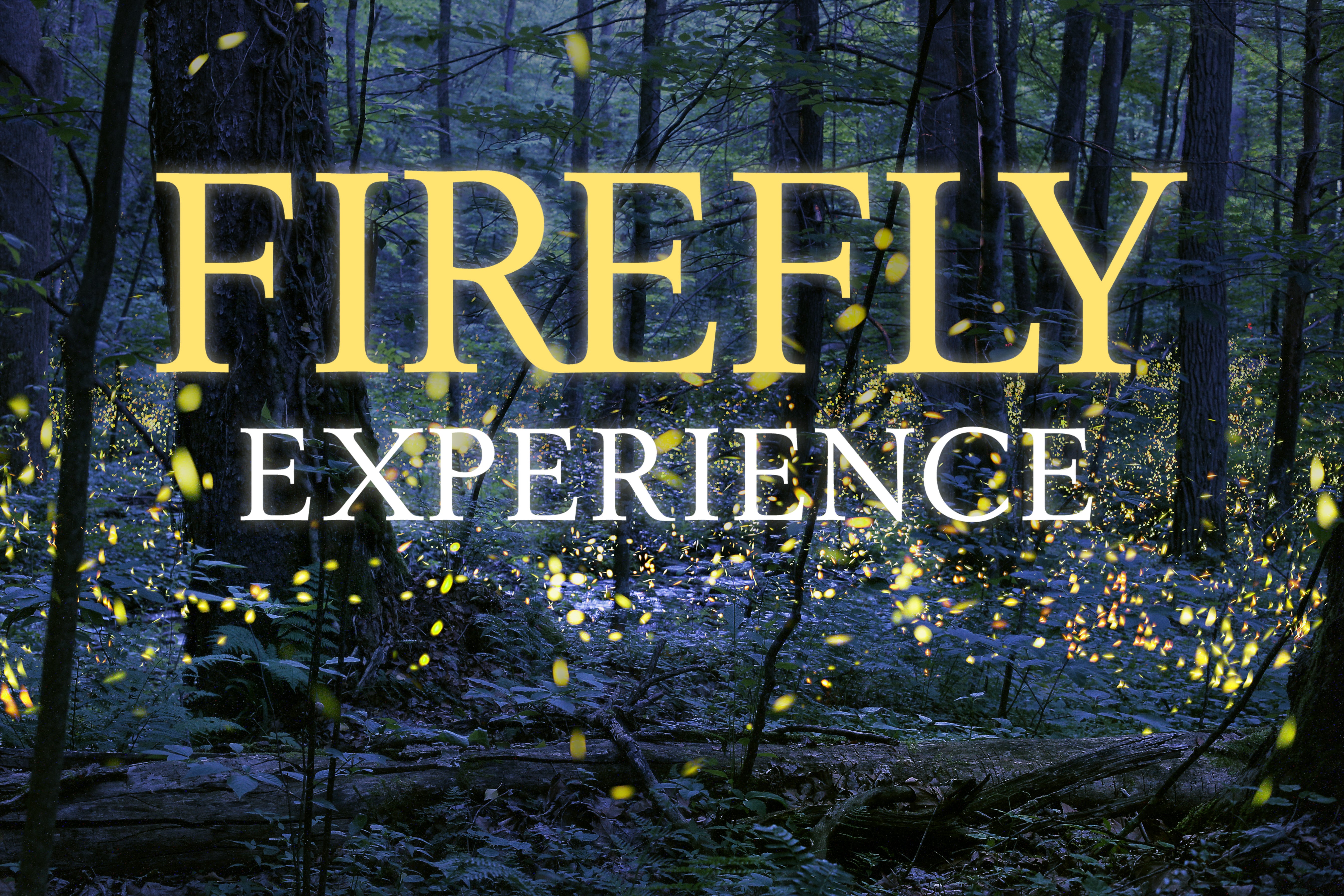 Firefly Videos and Movies of Lightning Bugs – Firefly Experience LLC