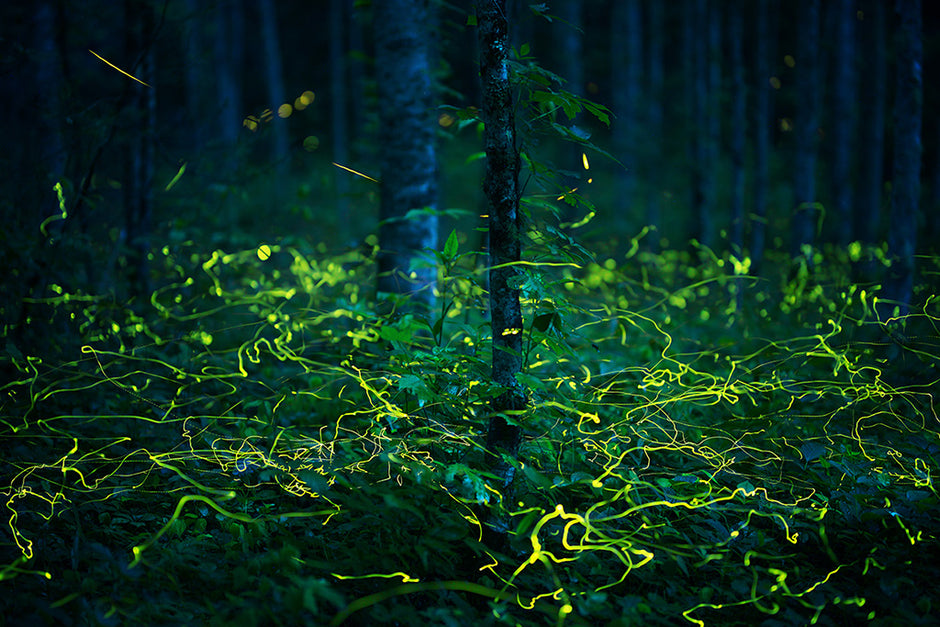 Firefly Prints and Artwork – tagged "new" – Firefly Experience LLC