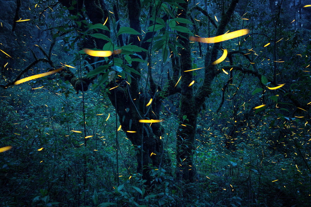 Mother Tree – Firefly Experience LLC