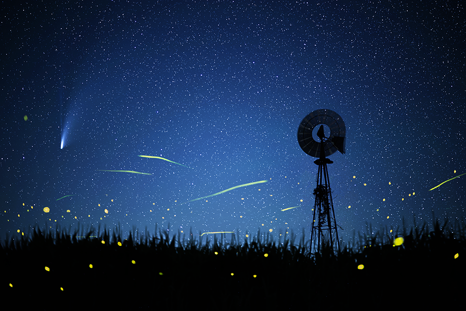 Firefly Experience - Photographs of Lightning Bugs and Fireflies ...
