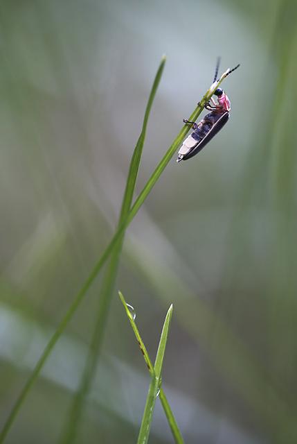 Firefly During Daytime – Firefly Experience LLC